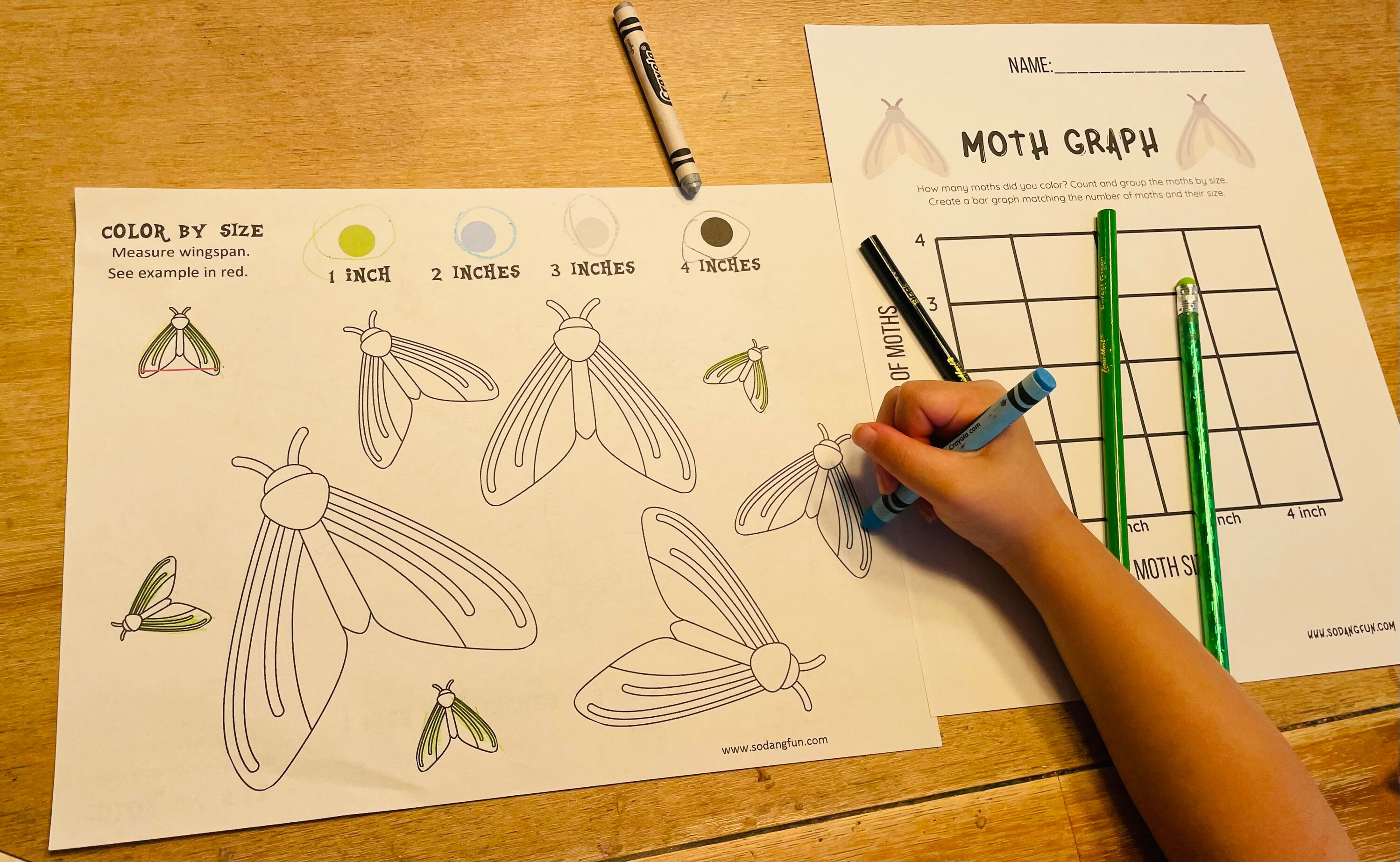 Measuring Bugs Activity Insect Measuring Activity Bugs - Etsy