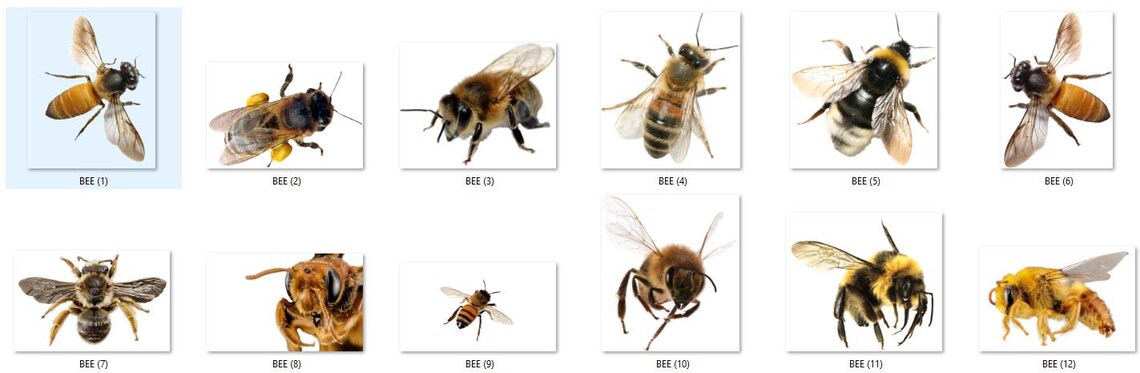 Bee Overlays Png Bees Photo Overlays Digital Background - Etsy