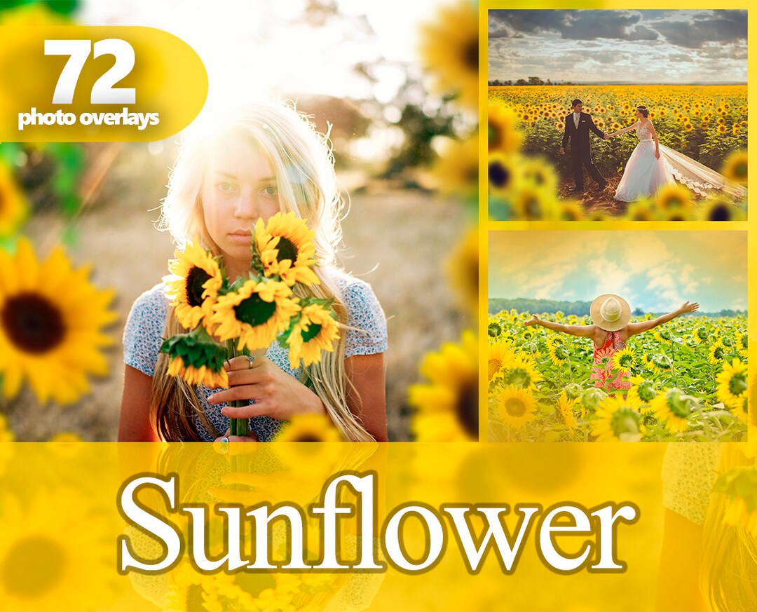 Sunflower Photo Overlays, Flower Summer Spring Overlays, Spring Flower ...