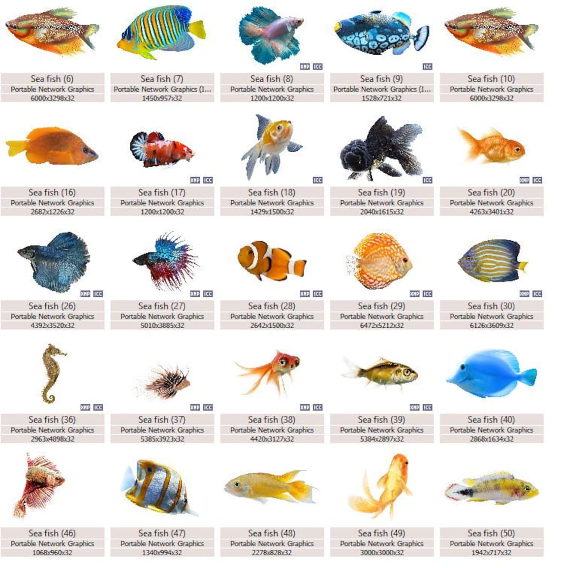Fish Overlays Sea Creature Sea Fish Clipart Photo Overlay - Etsy