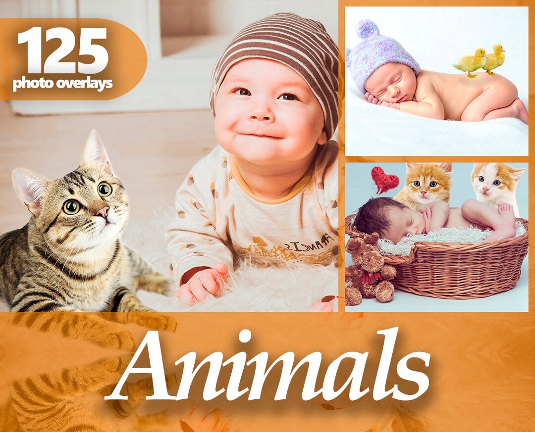 Animals Overlays, Forest Wild Animals, Wolf Overlays, Fox Overlays ...