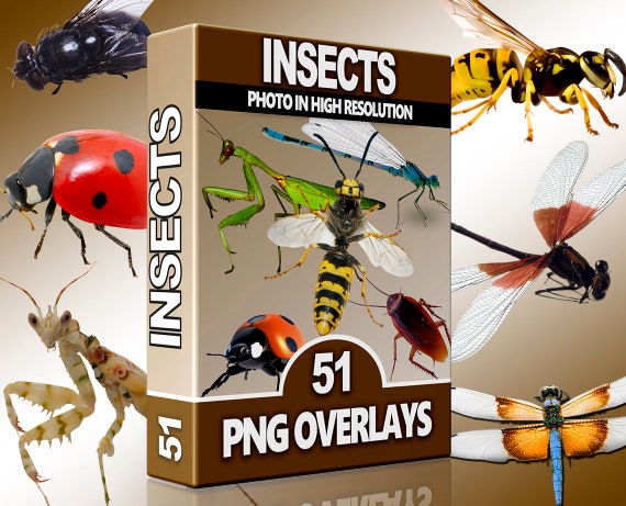 Insect Cliparts Dragonfly PNG Praying Mantis Ladybug for | Etsy