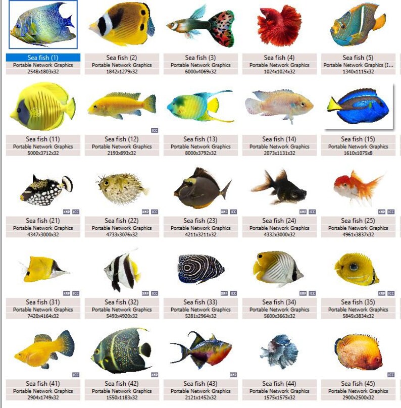 Fish Overlays Sea Creature Sea Fish Clipart Photo Overlay - Etsy