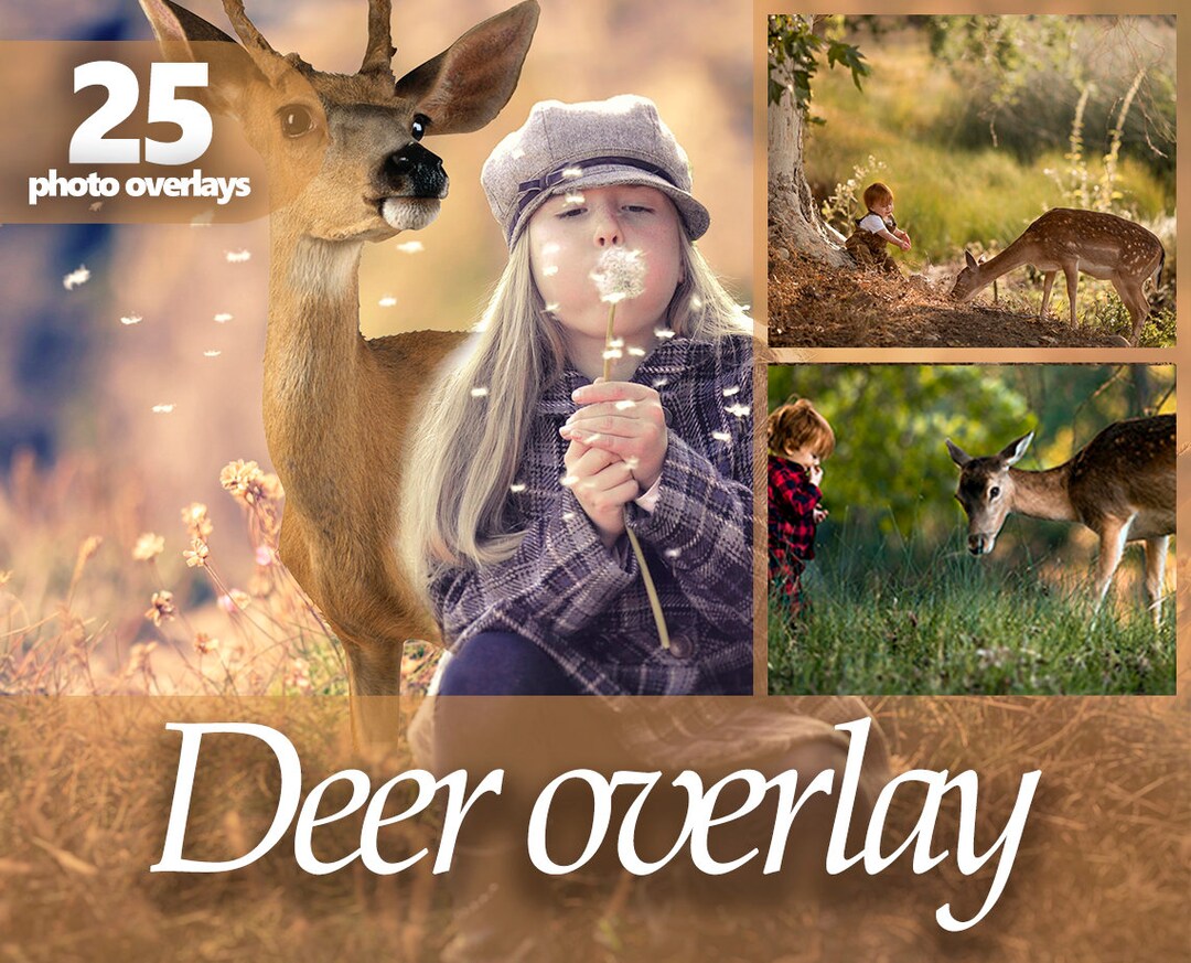 Deer Overlays, Real Deer Overlay, PNG Photo Overlay Deer, Clipart ...
