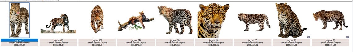 Cat Family PNG Tiger Overlay Wild Animal Jaguar PNG Lion - Etsy