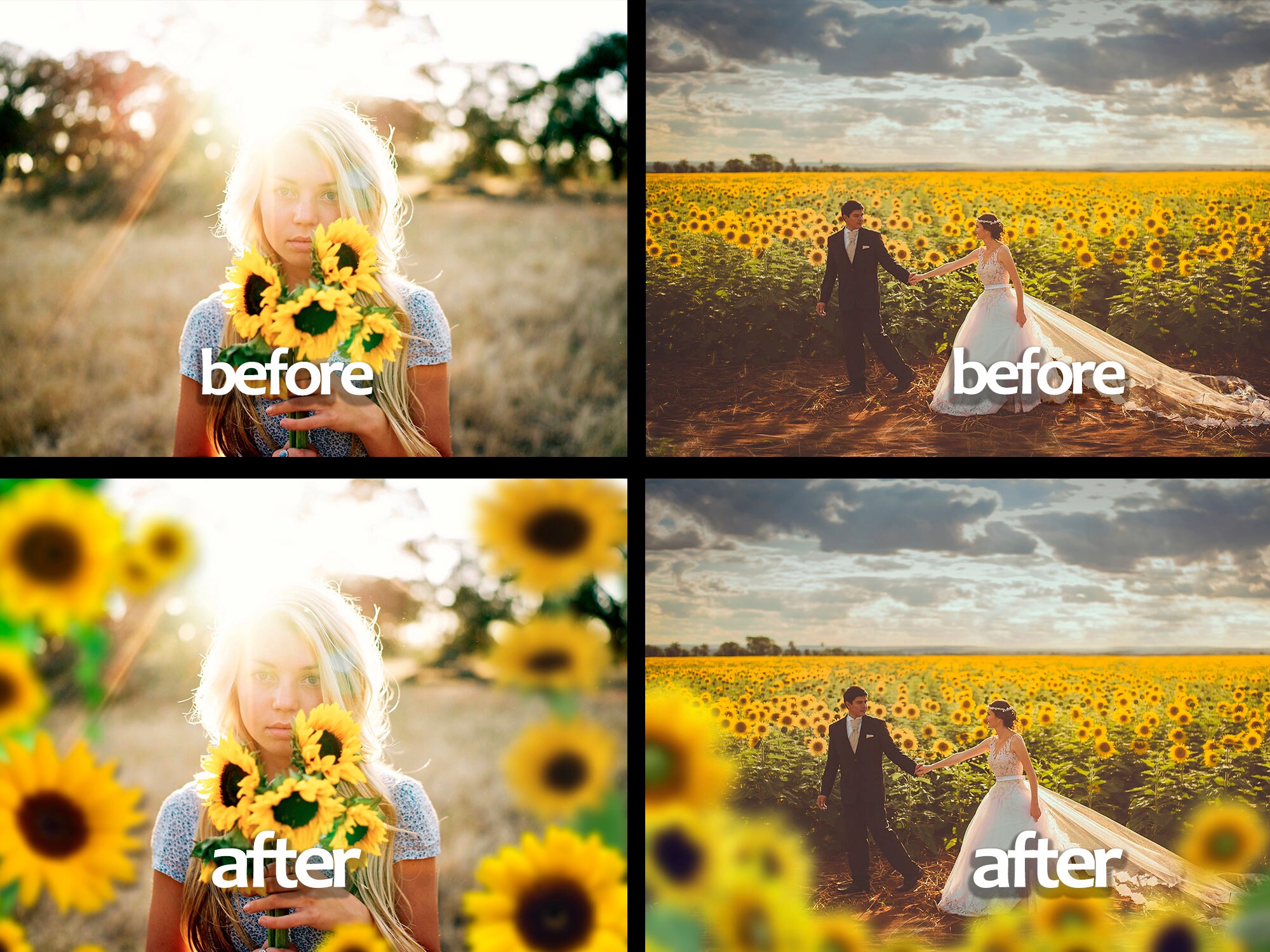 Sunflower Photo Overlays Flower summer spring overlays | Etsy