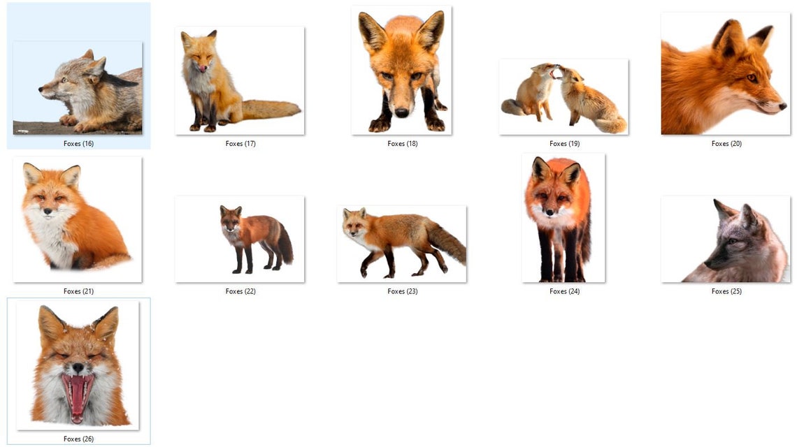 Wild Fox Overlays Animal Overlays for Photoshop PNG Photo | Etsy