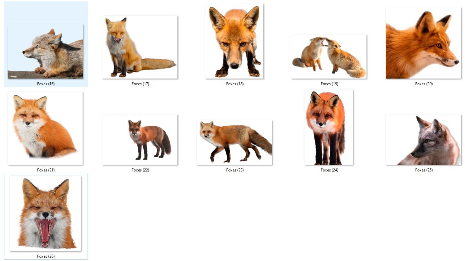 Wild Fox Overlays Animal Overlays for Photoshop PNG Photo | Etsy