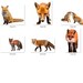 Wild Fox Overlays, Animal Overlays for Photoshop, PNG Photo Overlay ...