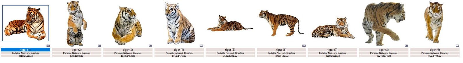 Cat Family PNG Tiger Overlay Wild Animal Jaguar PNG Lion - Etsy