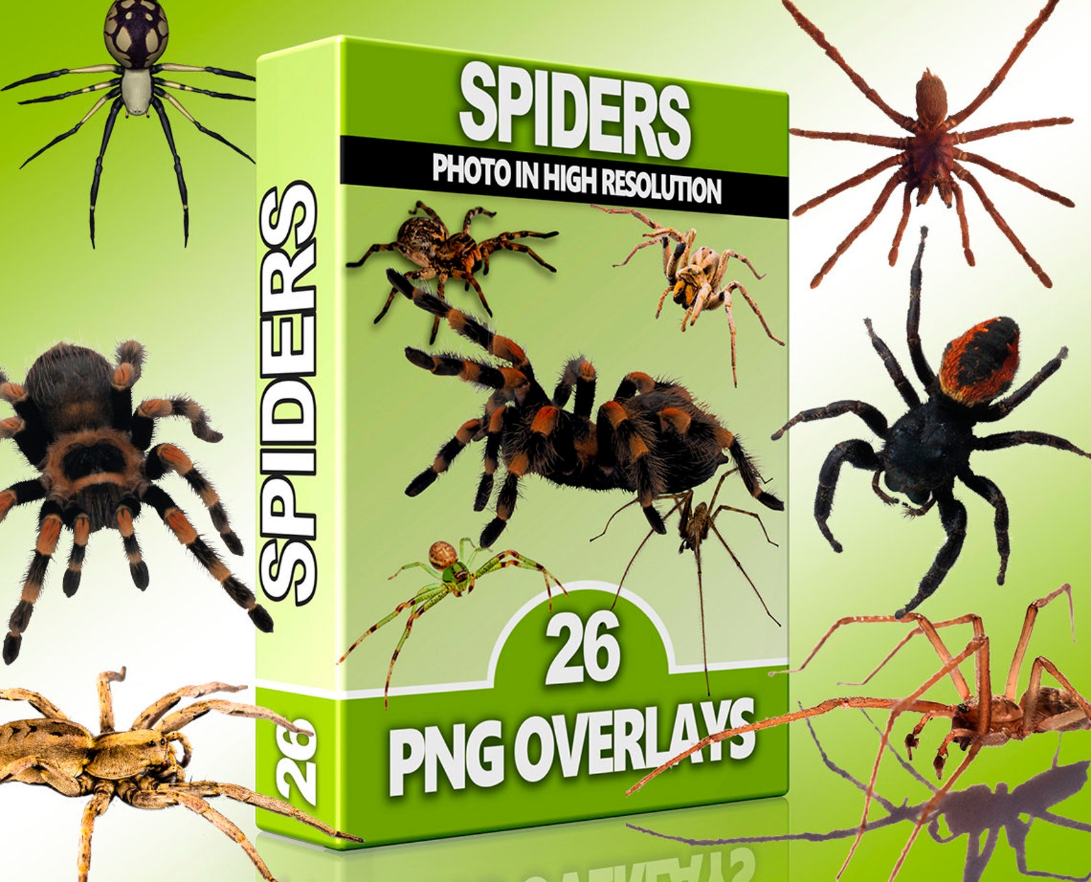 Spider & Insect PNG Overlays – Realistic Spiders, Beetles and Bugs ...
