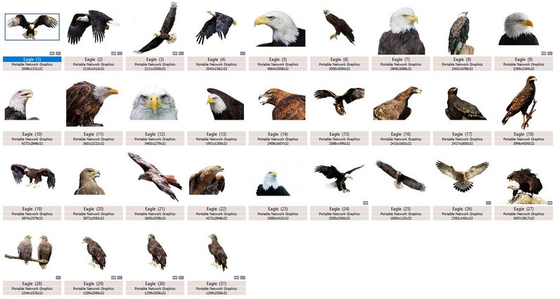 Eagle PNG Overlays Birds Cliparts Hawk Wild Animals Forest | Etsy