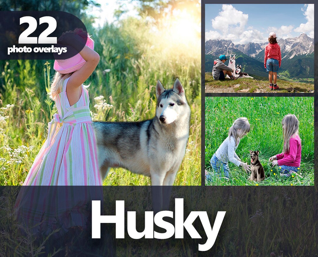 Husky Overlays, Dogs PNG for Photoshop, Animals Overlay, Dog Clipart ...