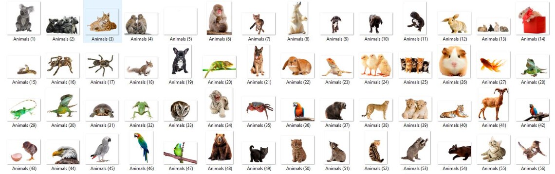 Animals Overlays Forest Wild Animals Wolf Overlays Fox | Etsy