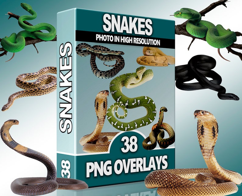 Snake PNG Overlays – Python, Anaconda & Reptile Clipart for Photoshop ...