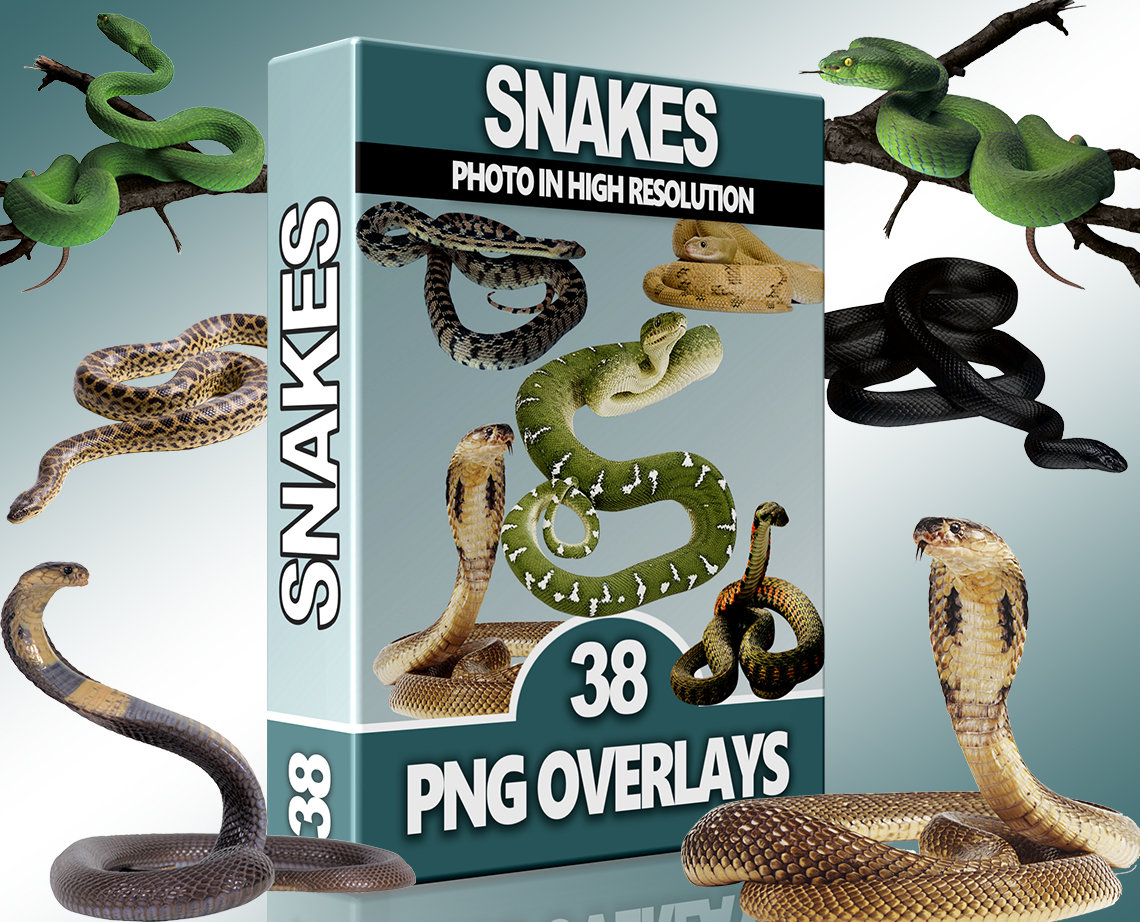 Snake PNG Overlays Reptiles Cliparts Python Anaconda Wild - Etsy UK