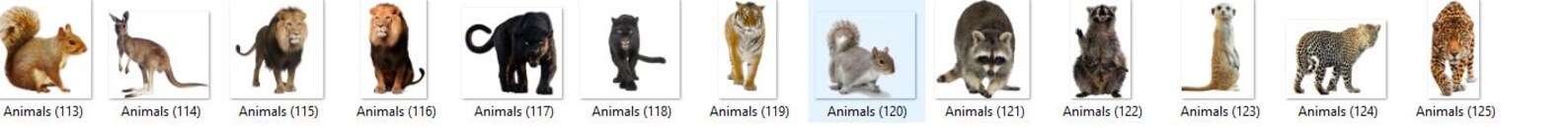 Animals Overlays Forest Wild Animals Wolf Overlays Fox | Etsy