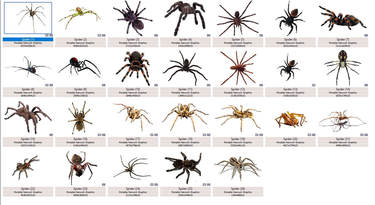 Spider & Insect PNG Overlays – Realistic Spiders, Beetles and Bugs ...