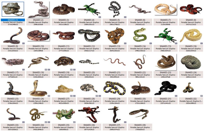 Snake PNG Overlays – Python, Anaconda & Reptile Clipart for Photoshop ...