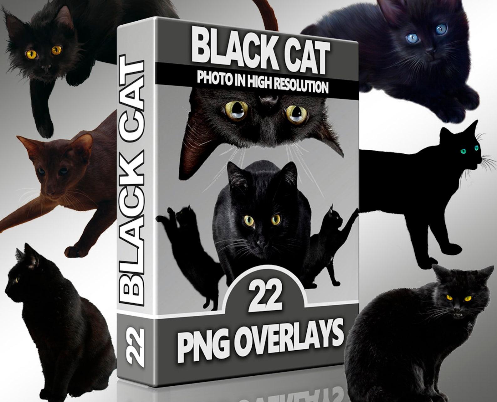 Black Cat Overlays for Photoshop Cat PNG Halloween Overlays - Etsy