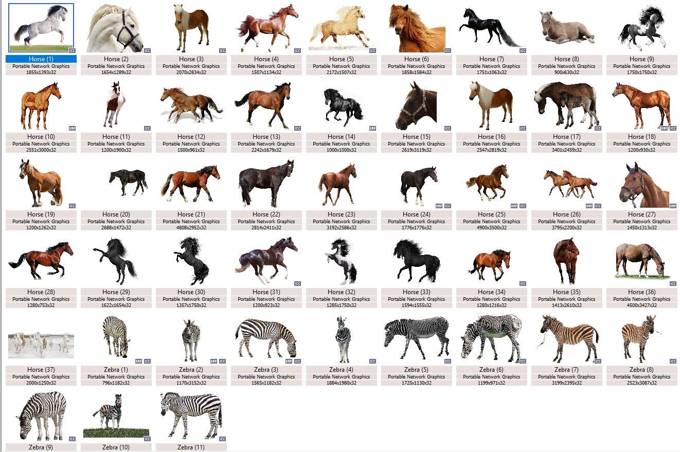 Horse Overlay Zebra Clipart Pony PNG Animal Overlays for - Etsy Canada