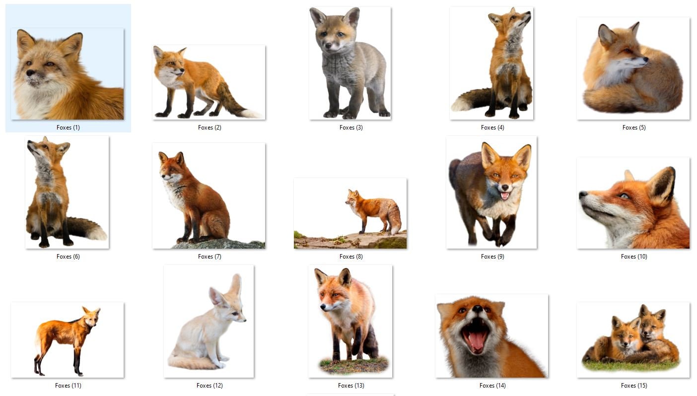 Wild Fox Overlays Animal Overlays for Photoshop PNG Photo | Etsy