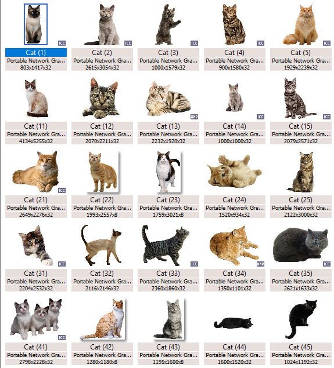 Cat Photoshop Overlays Png Animal Overlays Kittens Overlays | Etsy