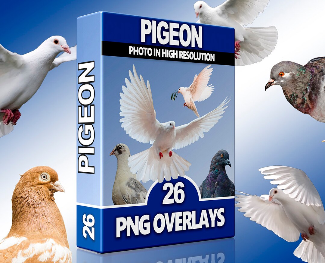 Pigeon & Dove PNG Overlays – Peaceful White Birds Clipart for Photoshop ...