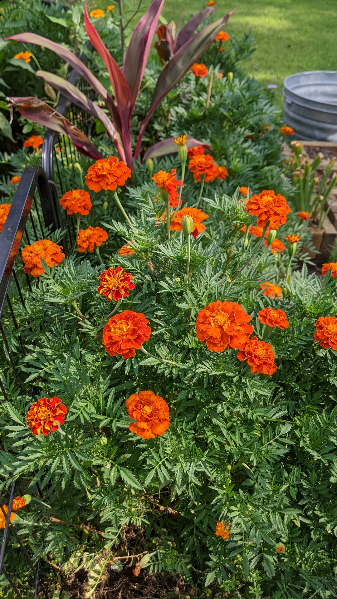 Marigold Seeds Bulk Pack Organic - Etsy