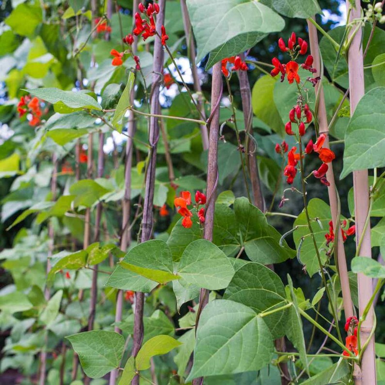 Scarlett Runner Beans - Etsy