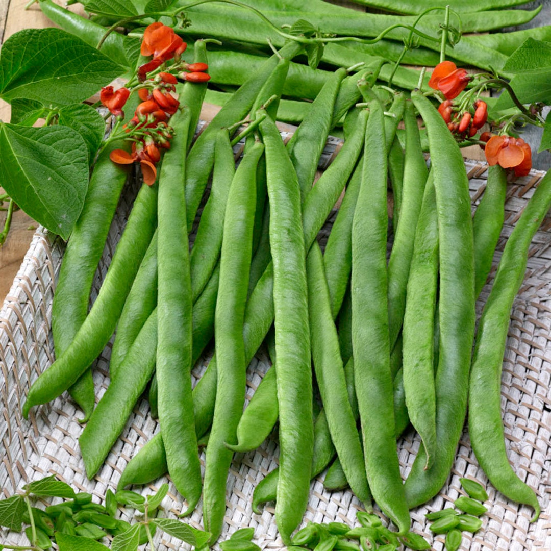 Scarlett Runner Beans - Etsy