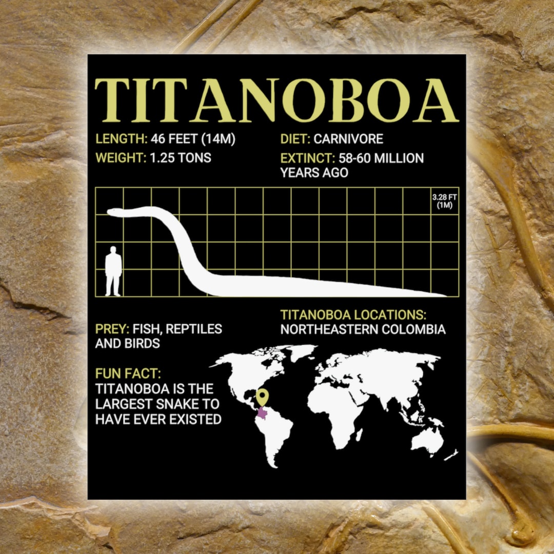 Titanoboa Facts Extinct Large Snake, Paleontologist Gift Poster - Etsy