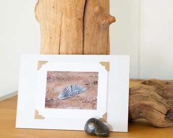 Shells Lake Erie - Etsy