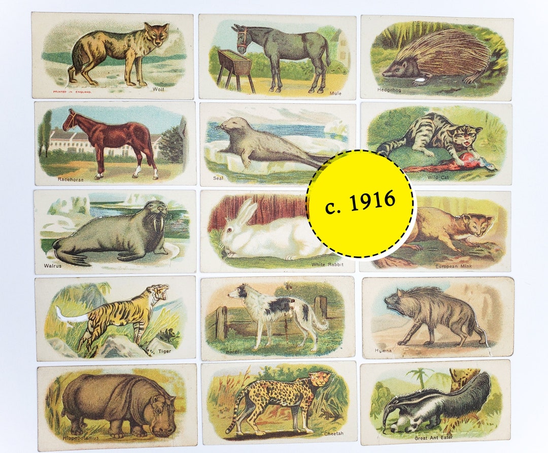 Antique Animal Cigarette Cards (set of 43) - Imperial Tobacco - C. 1916 ...