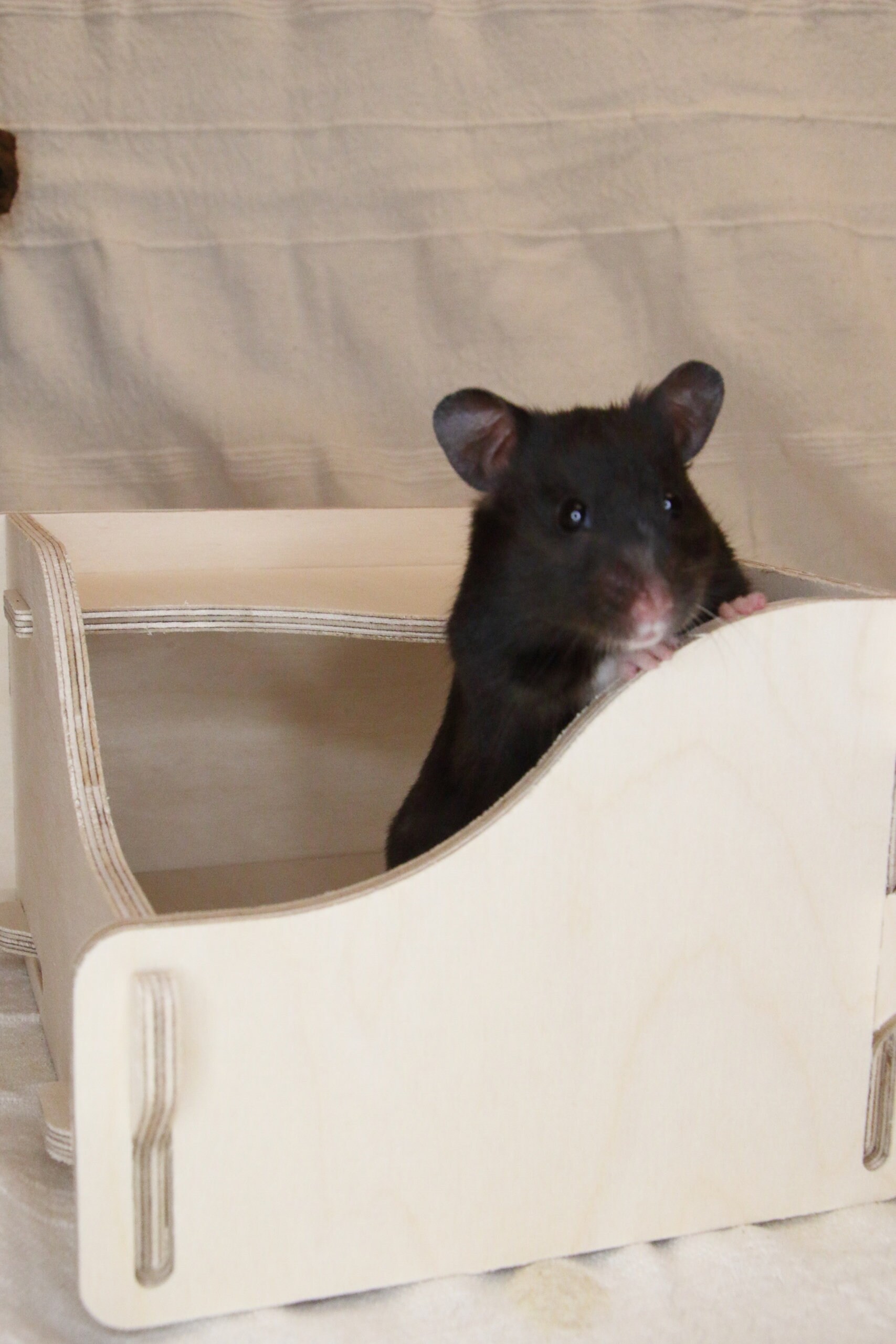 Hamster Micro Dig Box Formaldehyde Free Non Toxic Wooden - Etsy UK