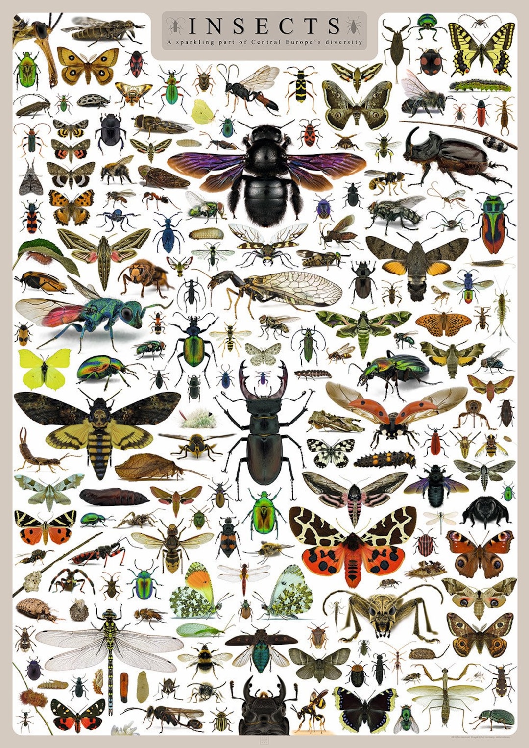 Giant Insect Poster DIN A0 (84 X 118.4 Cm) Native Diversity - Etsy