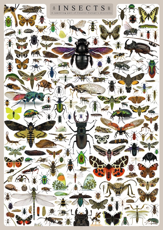 Giant Insects