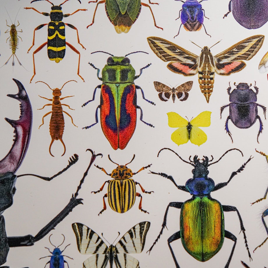 Insects Works of Art of Evolution, Dorsal Views, Circle Collage 45 X 45 ...