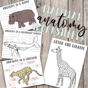 Mammal Anatomy Labeling Worksheets, Printable, Digital Download - Etsy