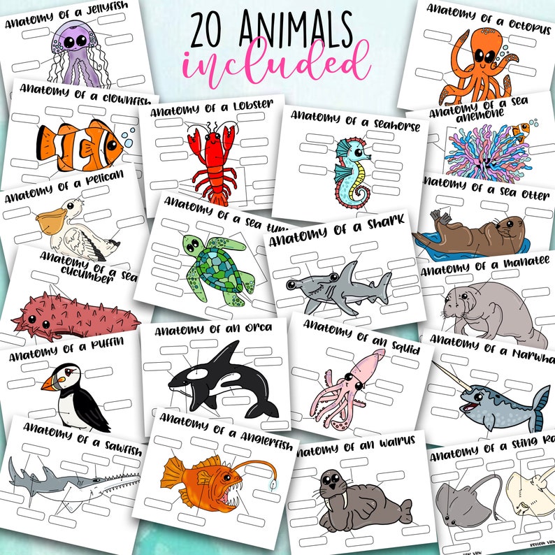 Marine Biology Anatomy Worksheets Printable Digital Download - Etsy