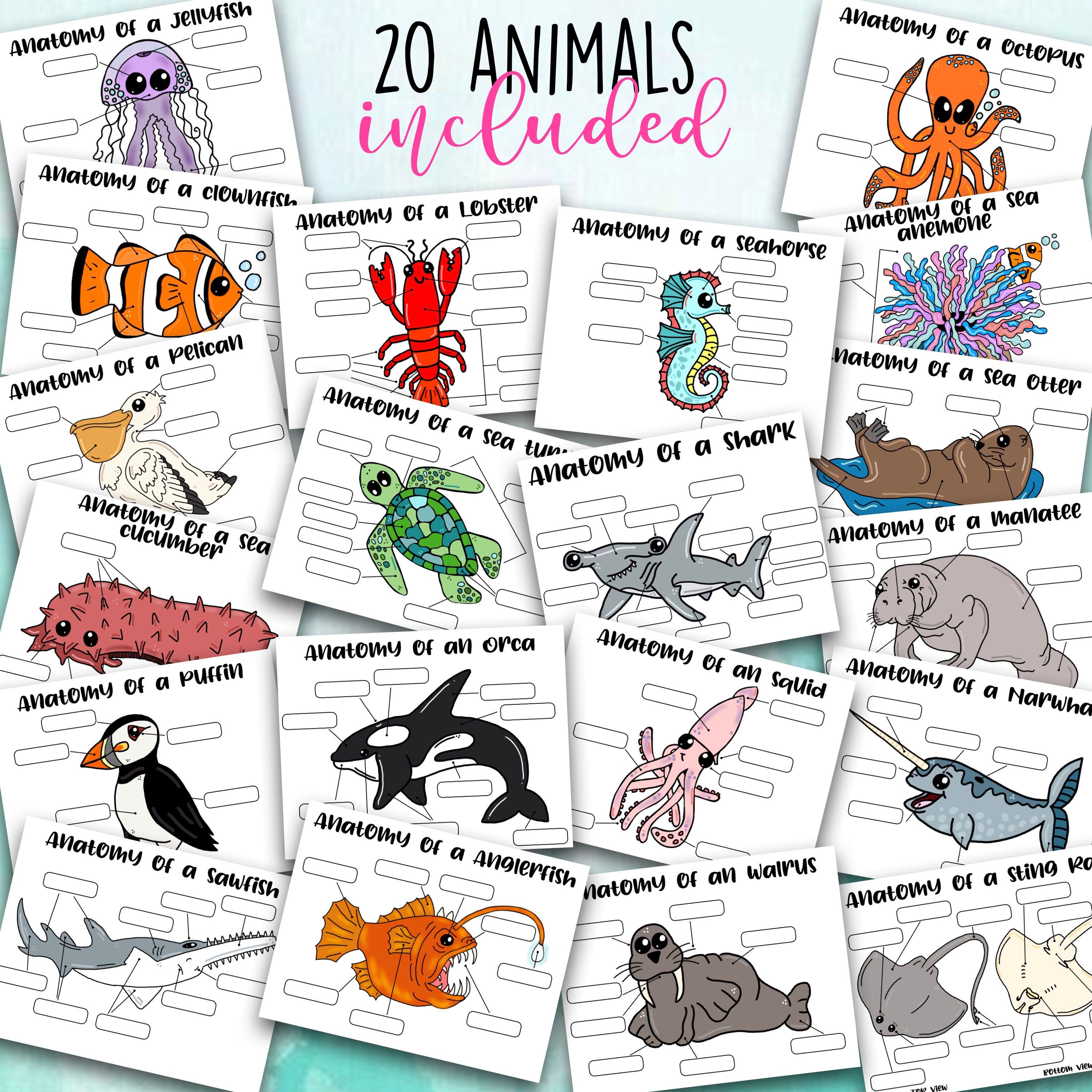 Marine Biology Anatomy Worksheets Printable Digital Download - Etsy