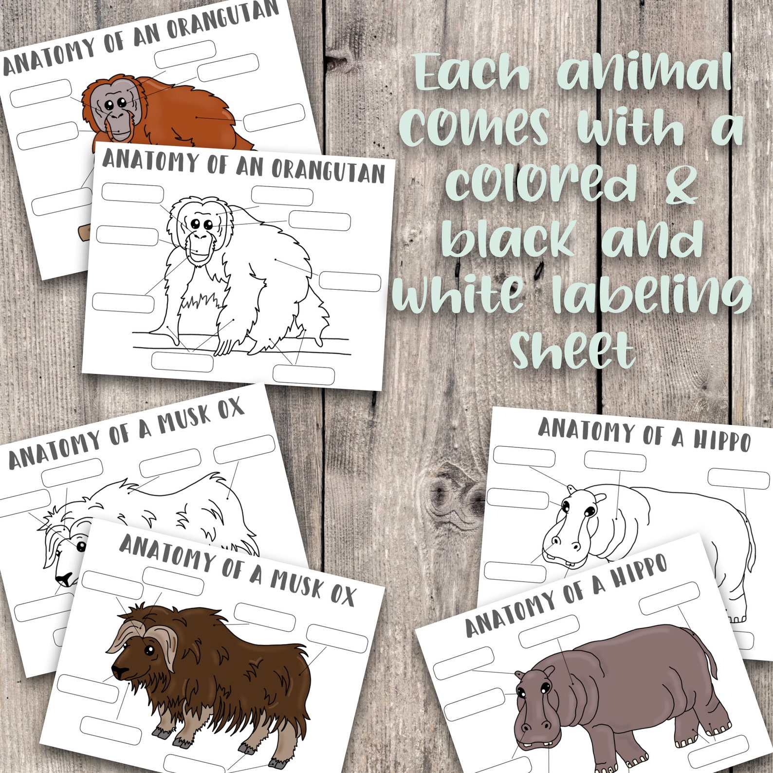 Mammal Anatomy Labeling Worksheets Printable Digital | Etsy