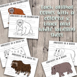 Mammal Anatomy Labeling Worksheets, Printable, Digital Download - Etsy
