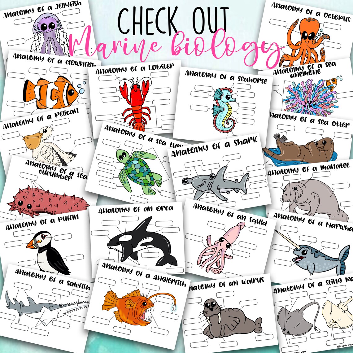 Mammal Anatomy Labeling Worksheets, Printable, Digital Download - Etsy