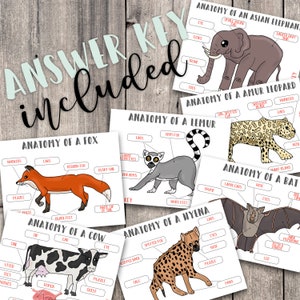 Mammal Anatomy Labeling Worksheets, Printable, Digital Download - Etsy
