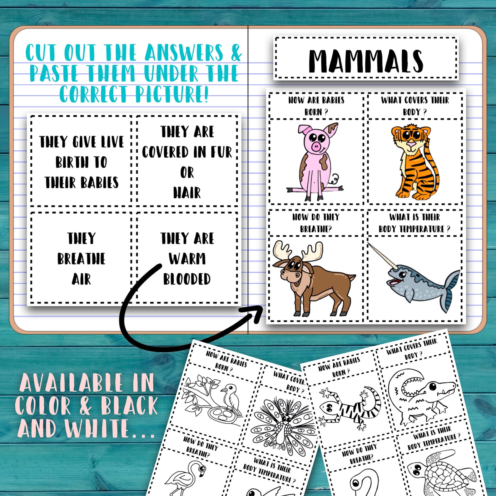 Animal Classification Interactive Notebook, Printable, Digital Download ...