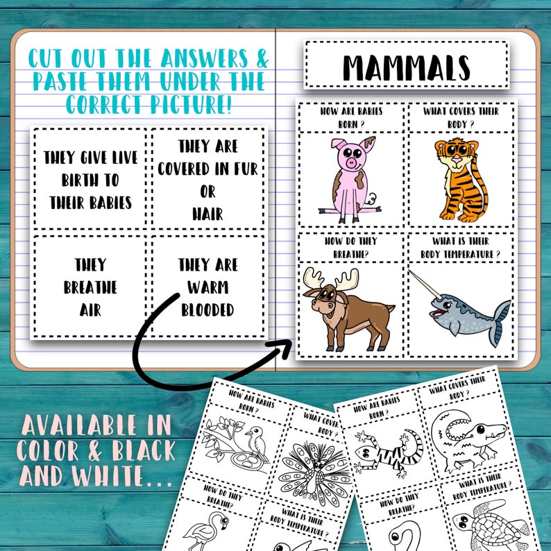 Animal Classification Interactive Notebook Printable Digital - Etsy