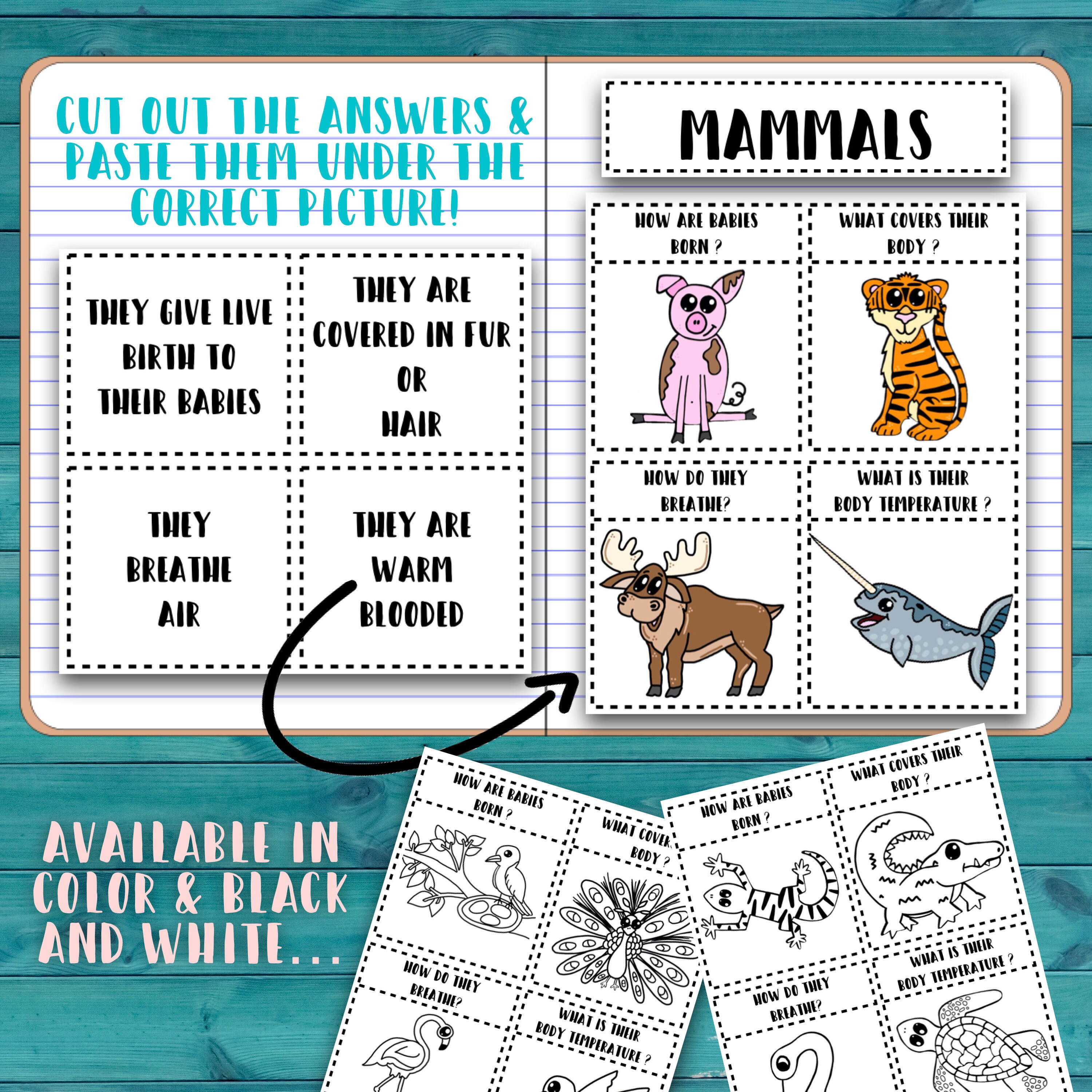 Animal Classification Interactive Notebook Printable Digital - Etsy India