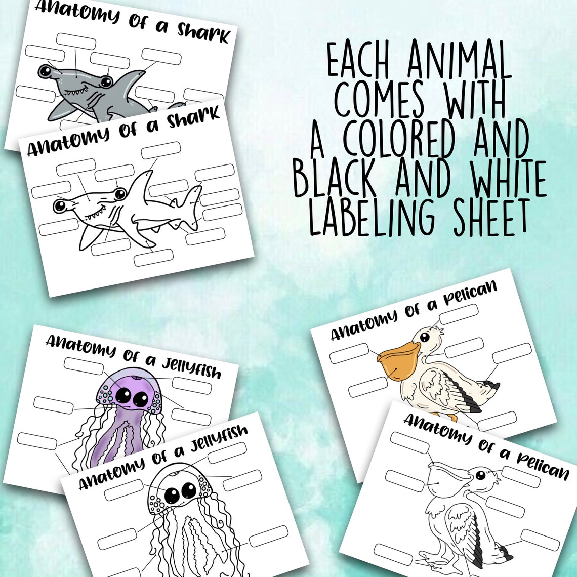 Marine Biology Anatomy Worksheets Printable Digital Download - Etsy