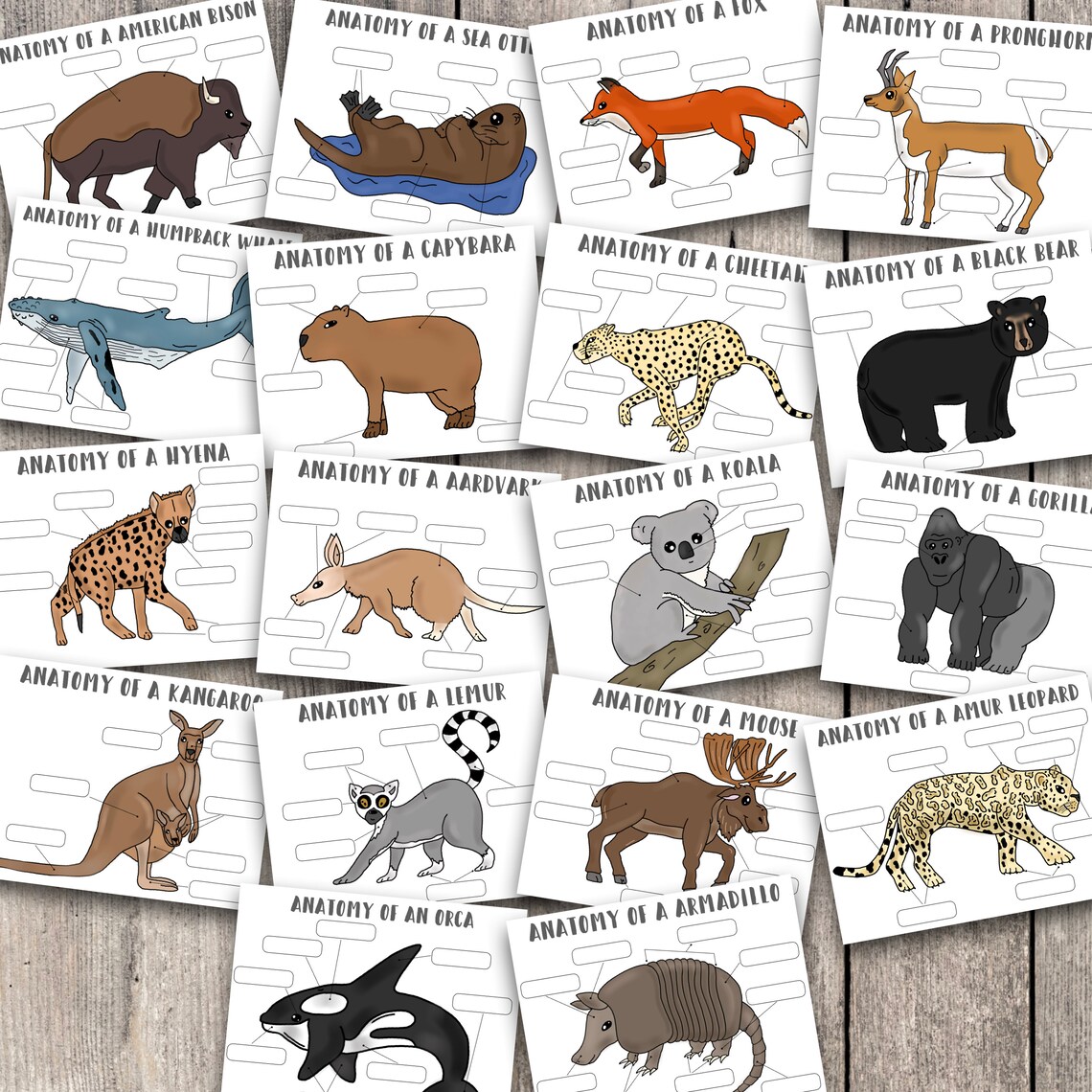 Mammal Anatomy Labeling Worksheets Printable Digital | Etsy